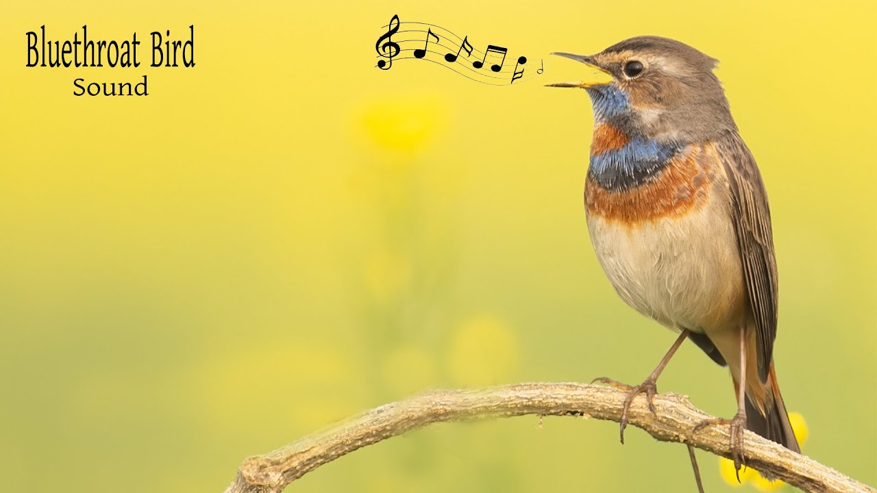 নীলগলাফিদ্দা | Bluethroat Bird | Bluethroat Call | Bluethroat Sound ...