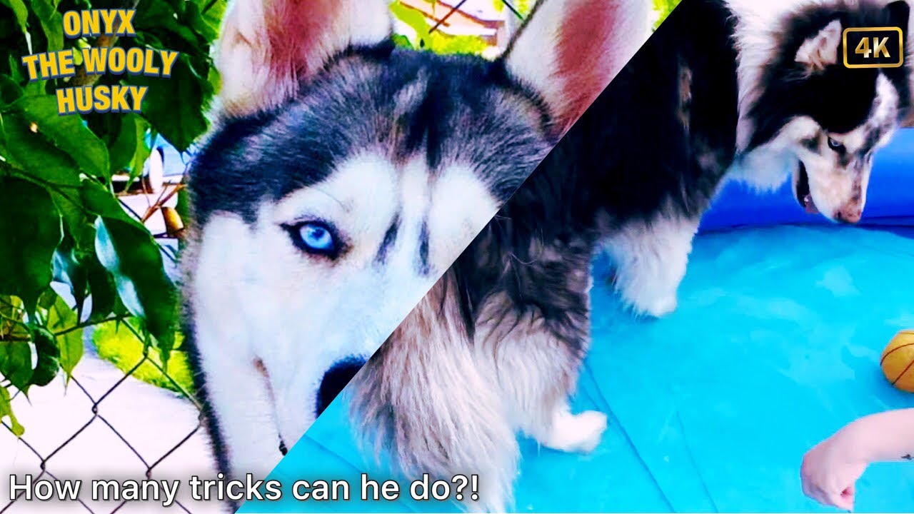 Onyx The Sibe vs Gohan The Husky! Dog IQ Test |Wooly Husky vs Siberian ...