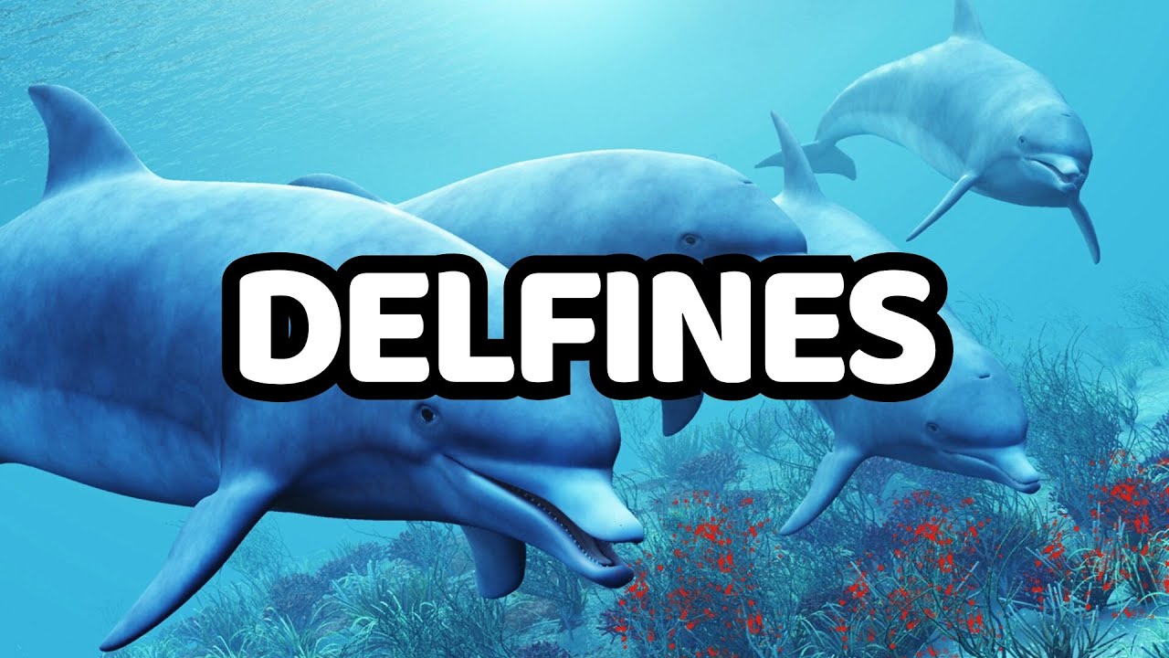 ¡SECRETOS IMPACTANTES DE LOS DELFINES: POR QUÉ PODRÍAN SER MÁS ...