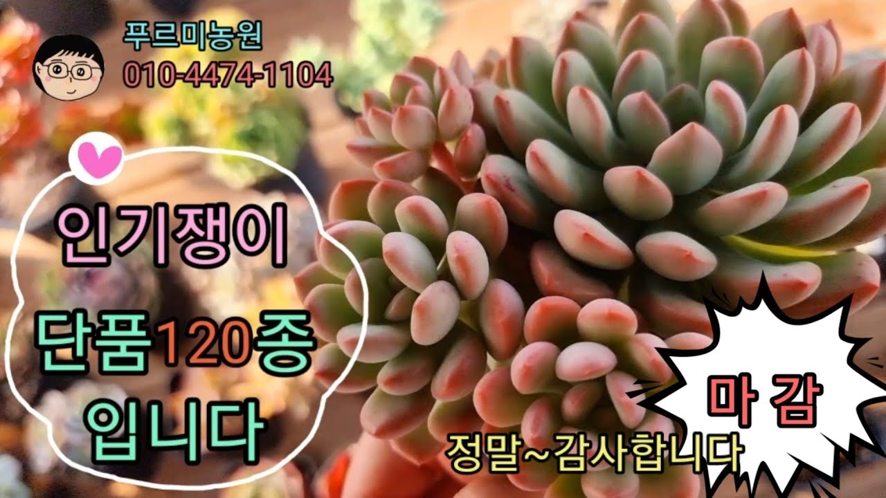 ๐ค์ญ์~๋จํ์ด์ธ๊ธฐ๋ง์ ~120์ข
์
๋๋ค~๋ค์กํ๋งค๋ค์ก์๋ฌผ๋ฐ๋ ค์๋ฌผ์ถ์ ๋น๋ฐ์์์ฒญ์ฃผ๋ค์ก์ถฉ๋ถ๋ค์ก๋์ ๋ค์ก๊ธฐ์จ์ฐจ๊ณต๊ธฐ์ ํ์๋ฌผ์ฒ์๋ค์ก์์ฑ๋ค์ก์ง์ฒ๋ค์ก์ ๊ตญ๋ค์ก๊ฒจ์ธ