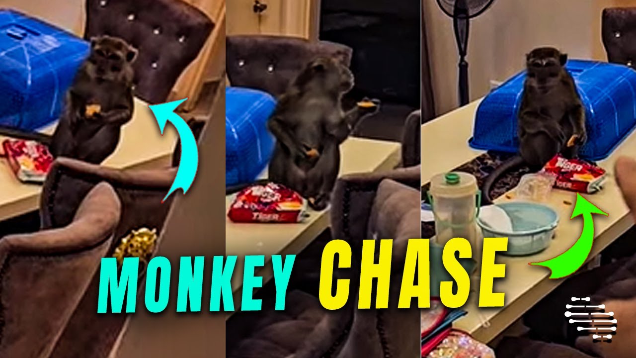 Man Trying to Chase a Monkey Away After Entering His House - YouTube