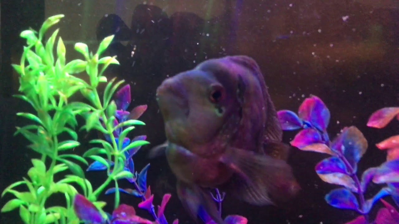Kirin parrot fish - YouTube