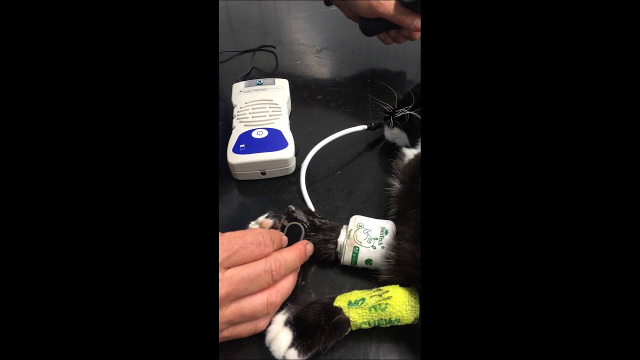 Use the CAT Doppler in 1 minute! - YouTube