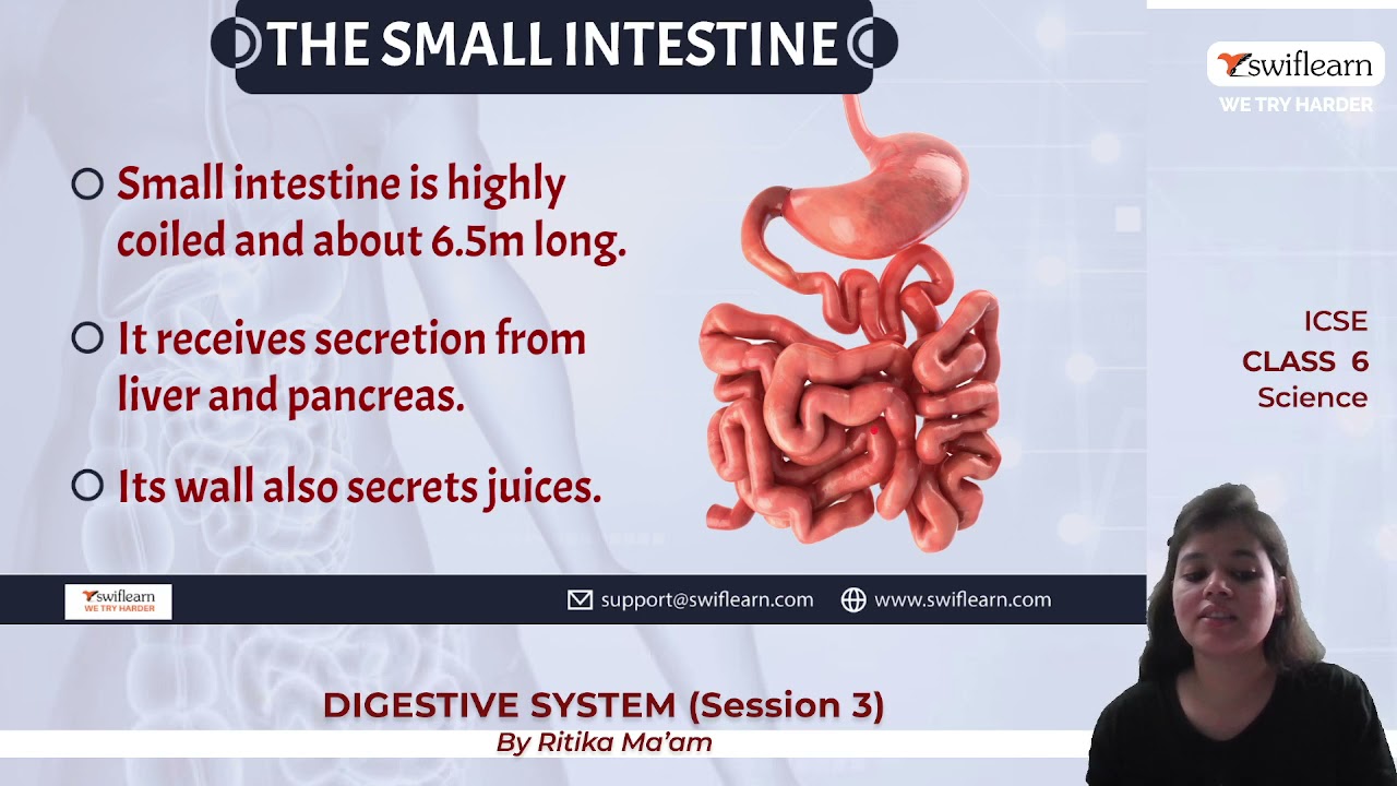 Digestive System | ICSE Class 6 | Science Online Class | Session 3 ...