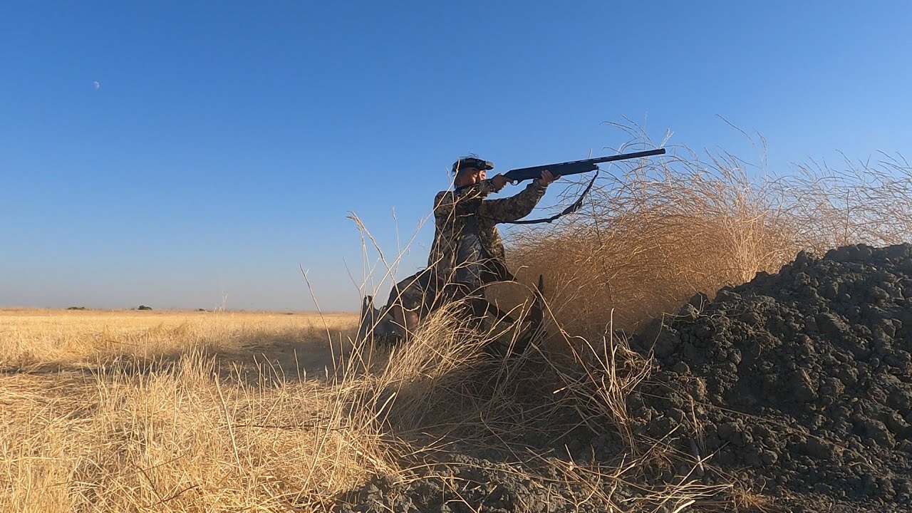 Labor Day, OPENING DAY Solo Dove Hunting - YouTube