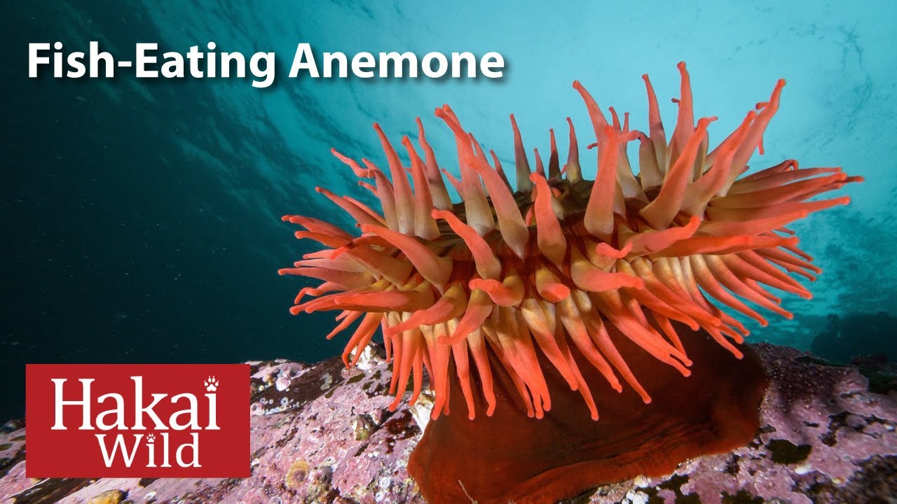 Hakai Wild: Fish-Eating Anemone - YouTube