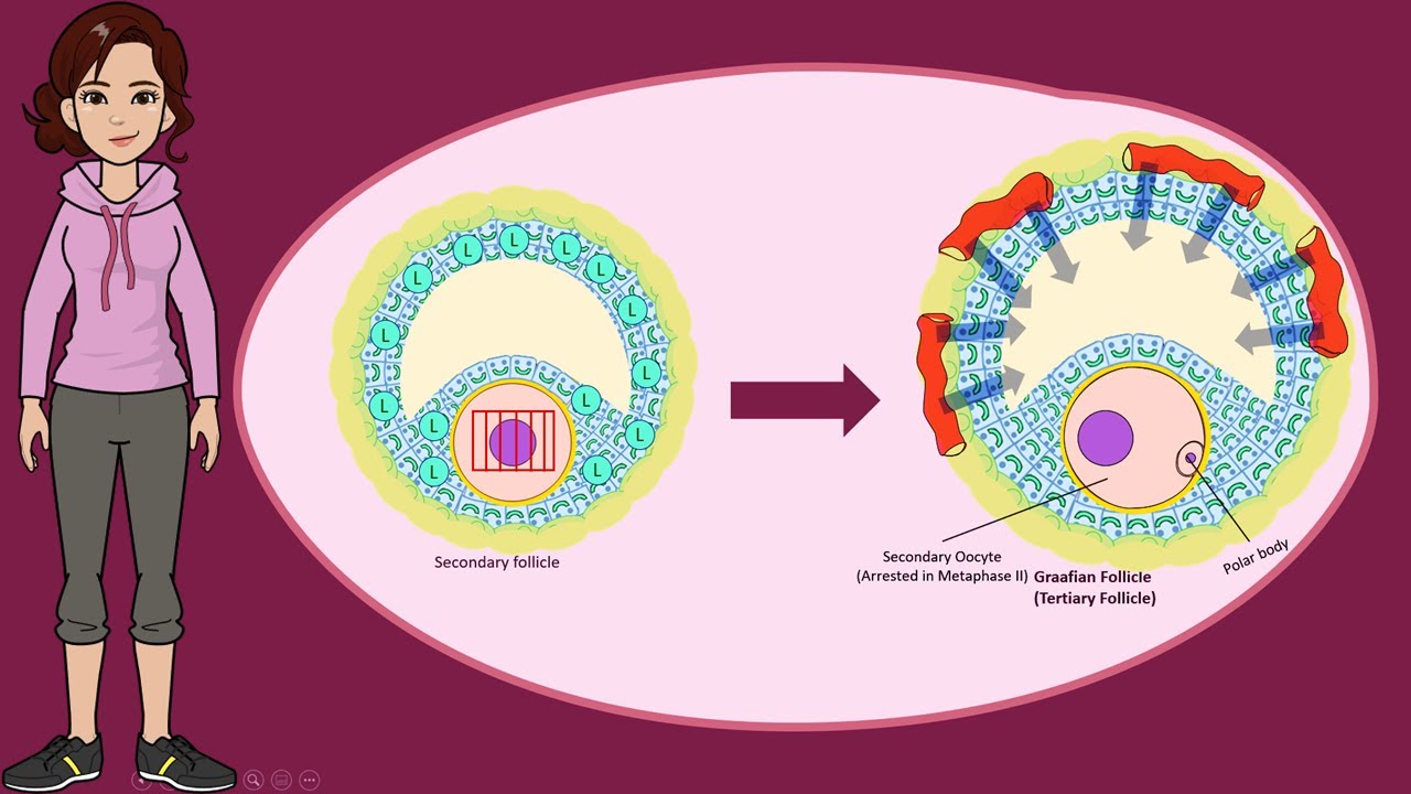 Female Menstrual Cycle - Part3: LH Surge, Peri-Ovulatory Phase ...