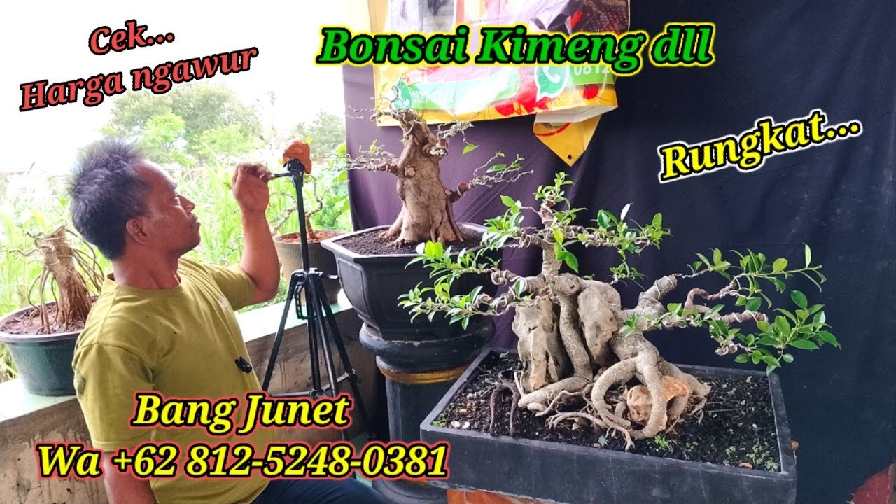 Cek harga, poll ngawur, penting payu Bang Junet Wa +62 812-5248-0381 ...