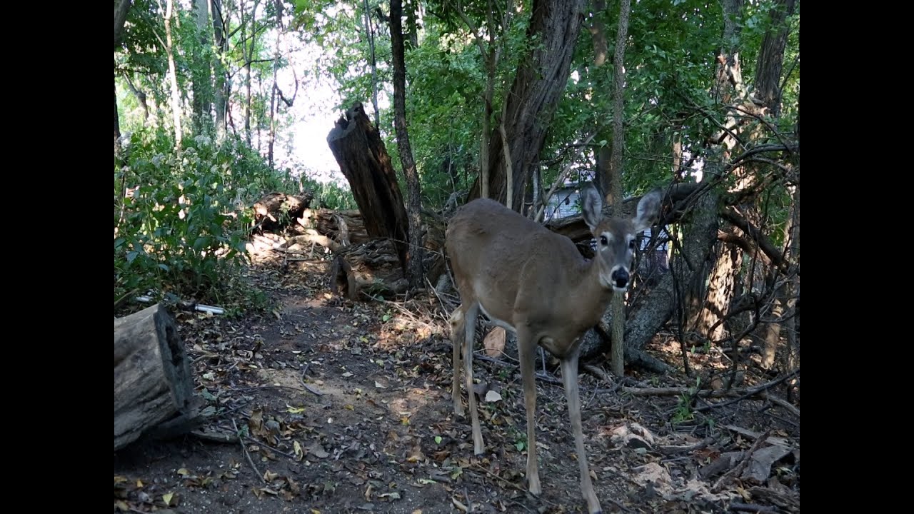 Deer Encounter 4080 - YouTube