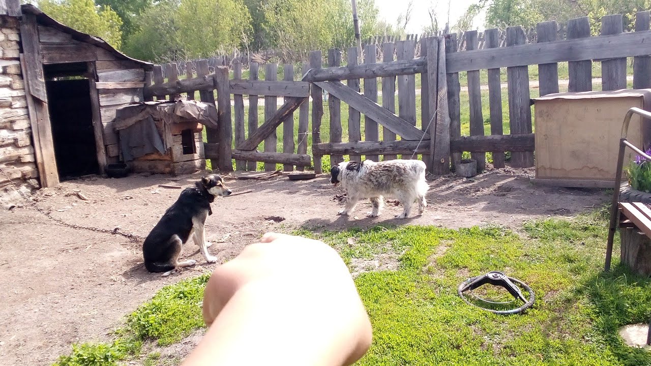 впервые собак дрессирую - YouTube