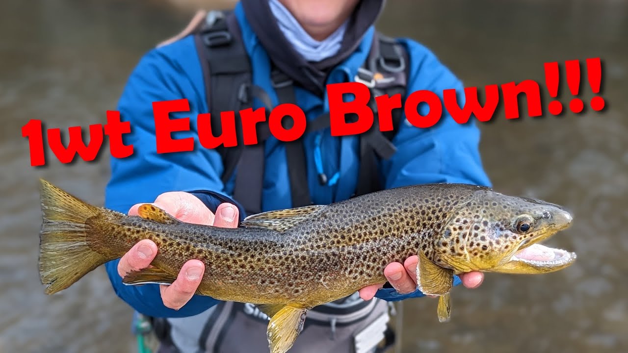 20" Brown Trout on the 1wt Fly Rod!!! - YouTube