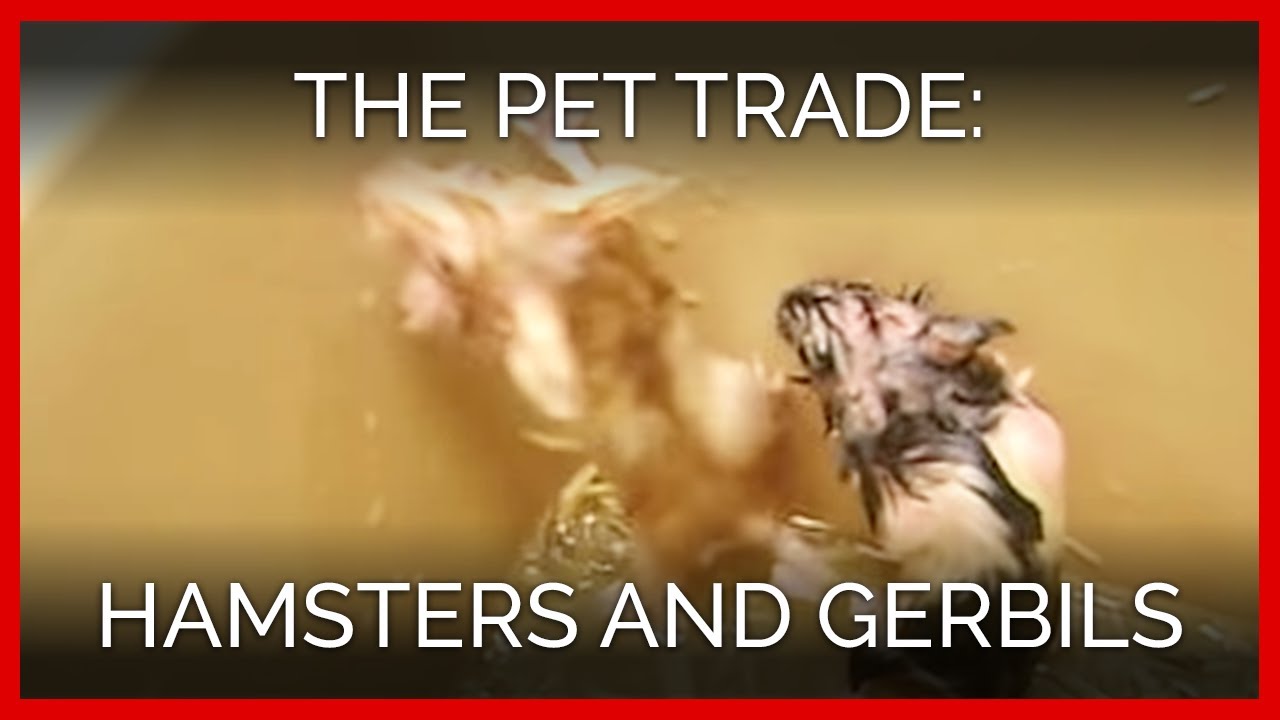 The Pet Trade: Hamsters and Gerbils - YouTube