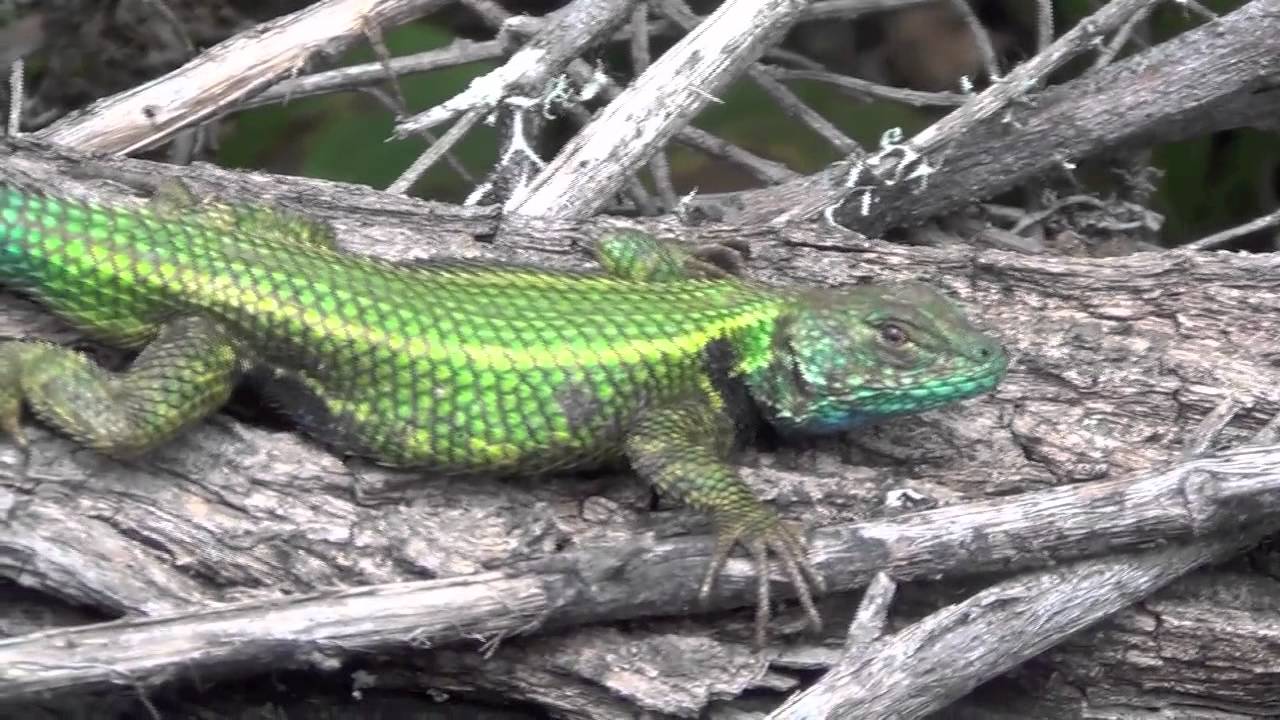 Green spiny lizard (Sceloporus adleri) gives the "eye" - YouTube