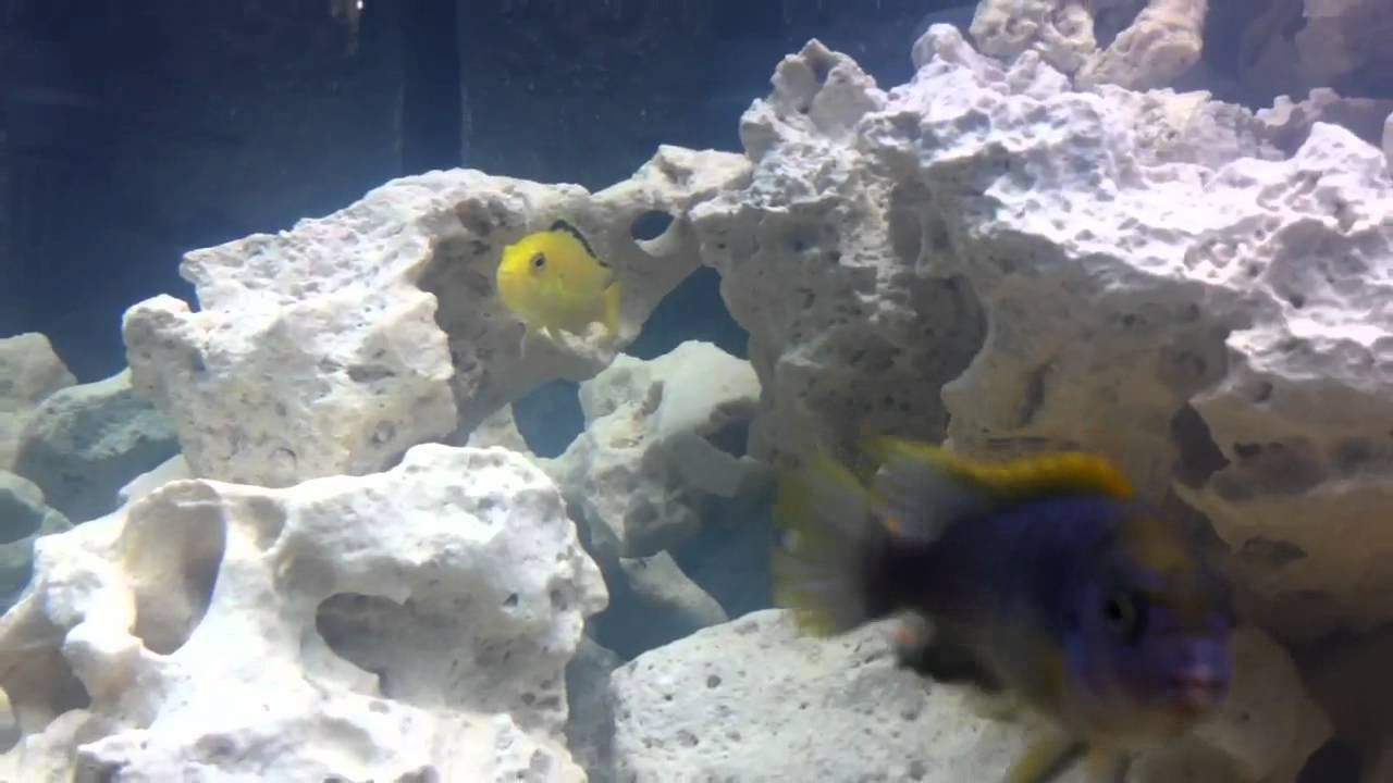 Fluval Osaka 155 - YouTube