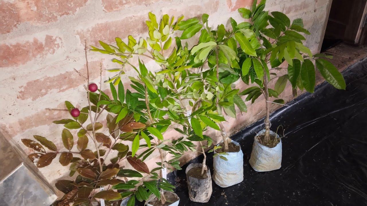 All types of Longon furit plant || 9734020436 #gardening - YouTube