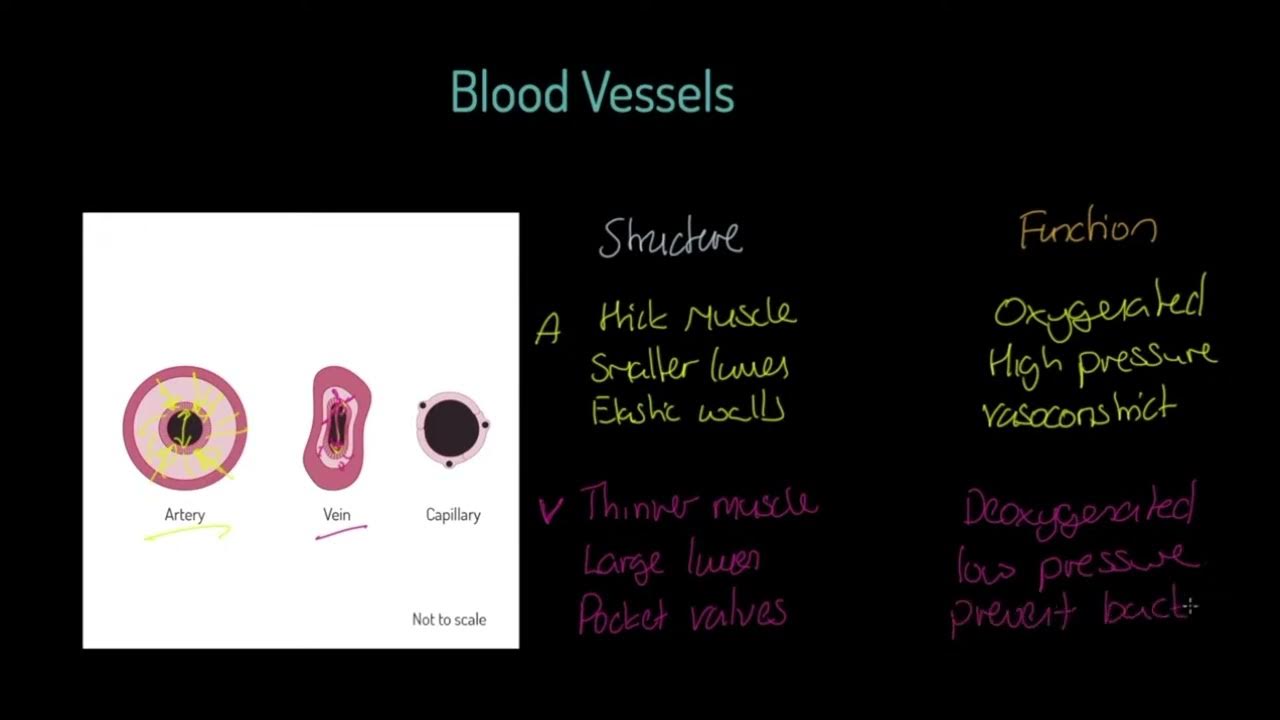 AQA GCSE PE Revision - Blood Vessels - YouTube