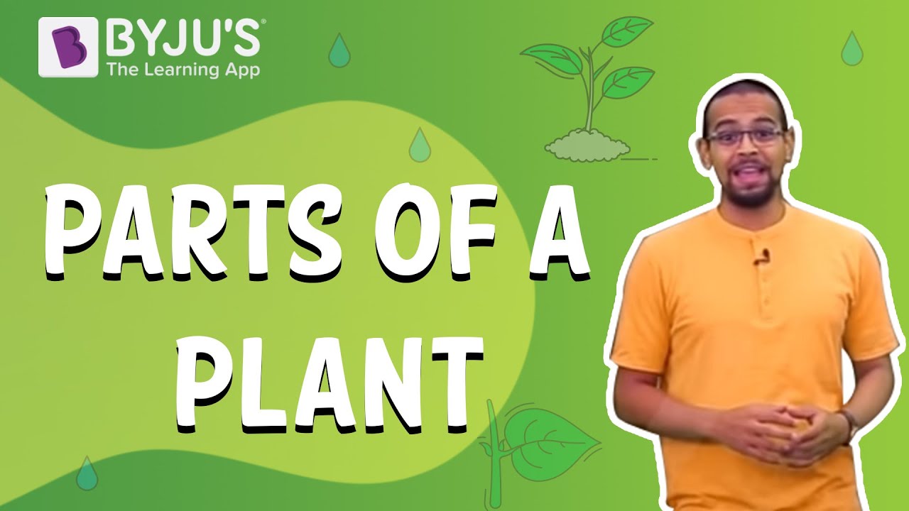 Keyword For What Are The Four Major Parts Of A Plant And Their Functions Keyword For What Are The Four Major Parts Of A Plant And Their Functions