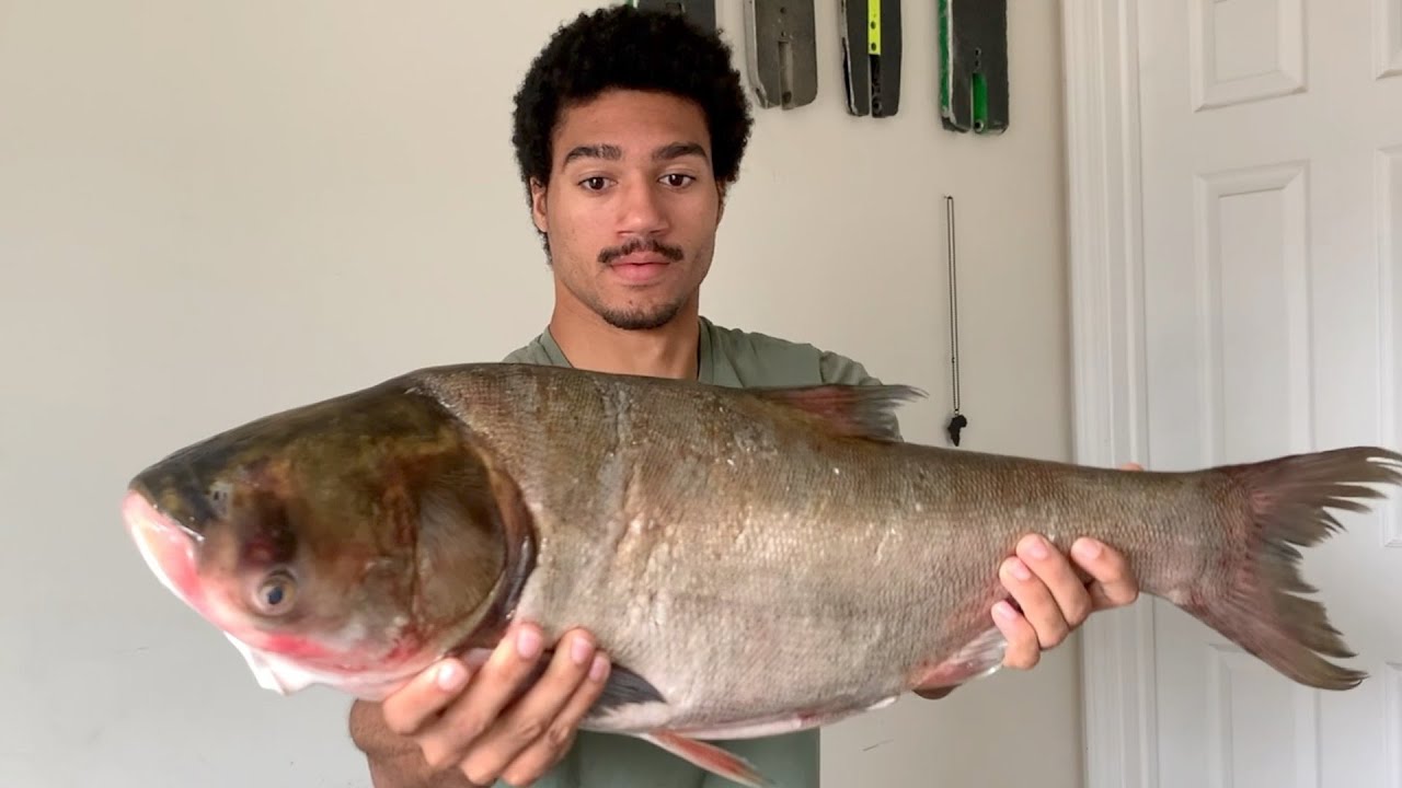 Filleting and Eating The Most Hated Fish in America. The Asian Carp ...