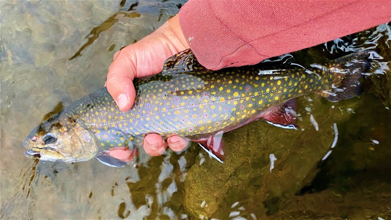 Fly Fishing Northern Maine for Brook Trout and Landlocked Atlantic ...