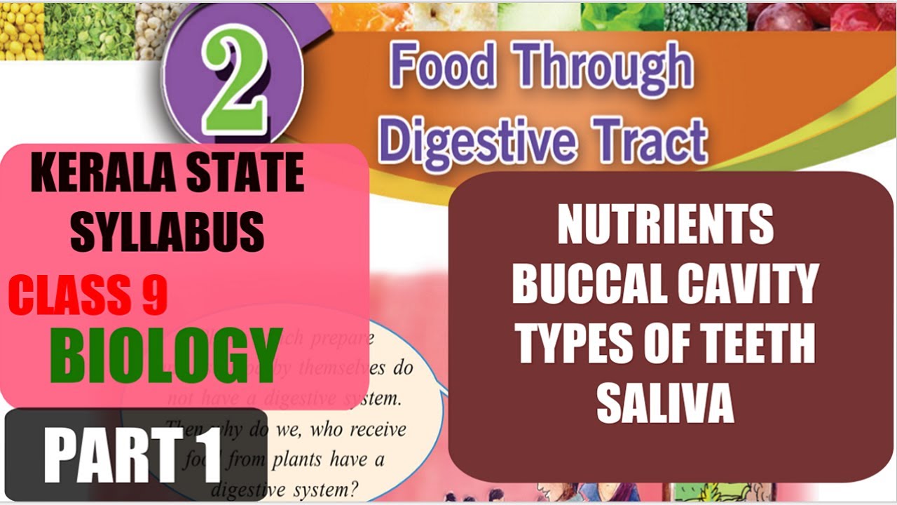 Part1 KERALA Syllabus CLASS 9 BIOLOGY CHAPTER2 FOOD THROUGH DIGESTIVE part1-kerala-syllabus-class-9-biology-chapter2-food-through-digestive