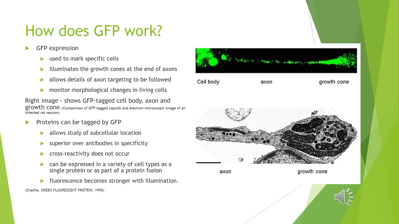 The Use of Green Fluorescent Protein in Cell Biology - YouTube