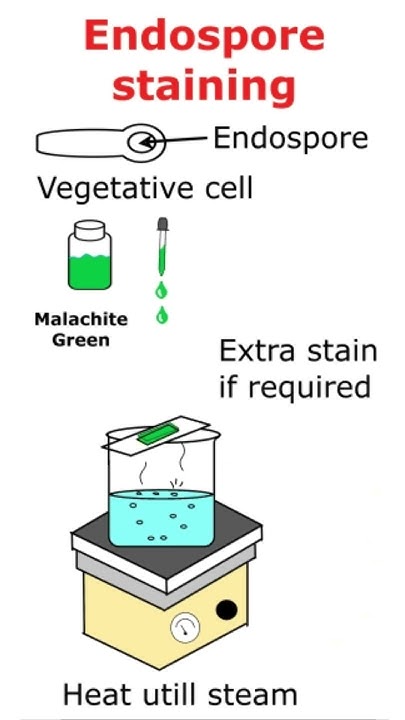 Endospore Staining Procedure Microbiology Endospore Staining Youtube