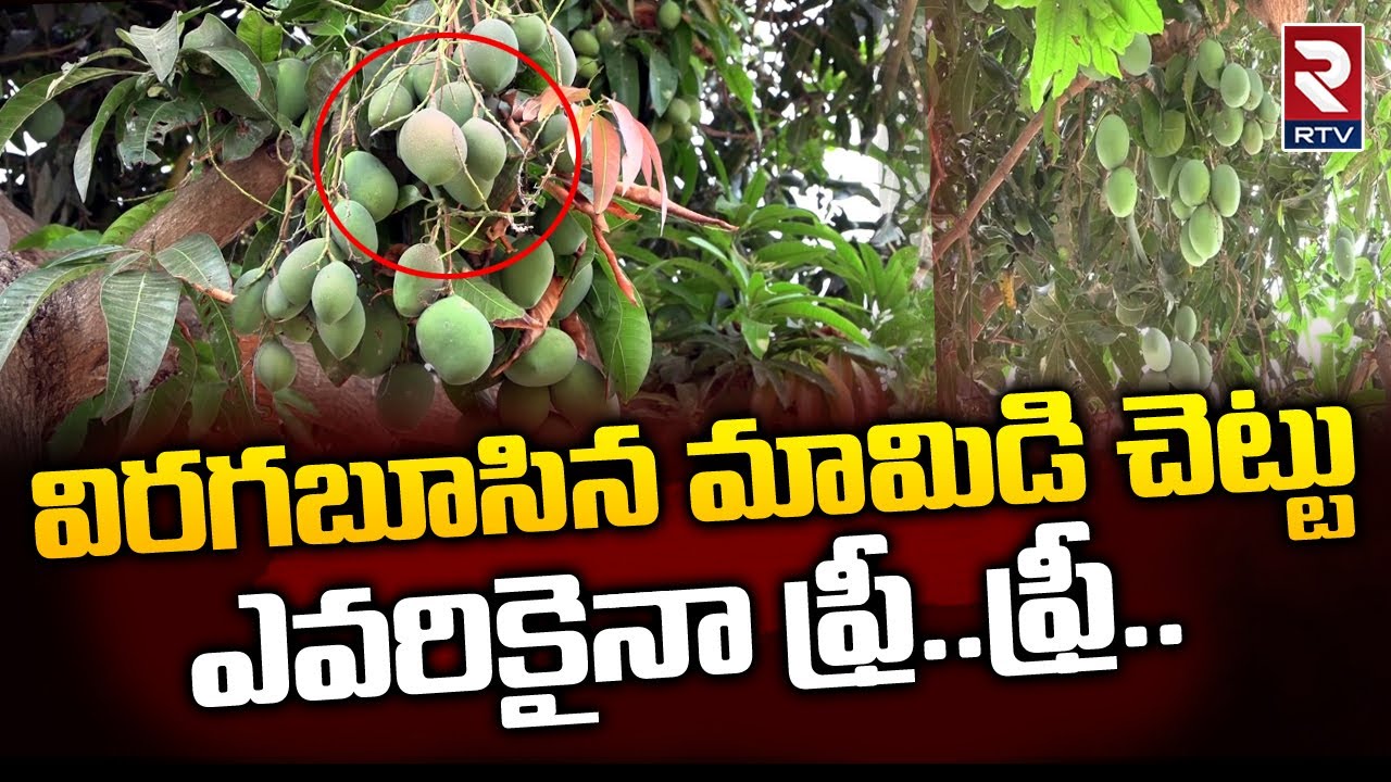 Kakinada Mangoes : విరగబూసిన మామిడి చెట్టు.. ఎవరికైనా ఫ్రీ..ఫ్రీ..ఫ్రీ..!! | Summer Mango | RTV ...