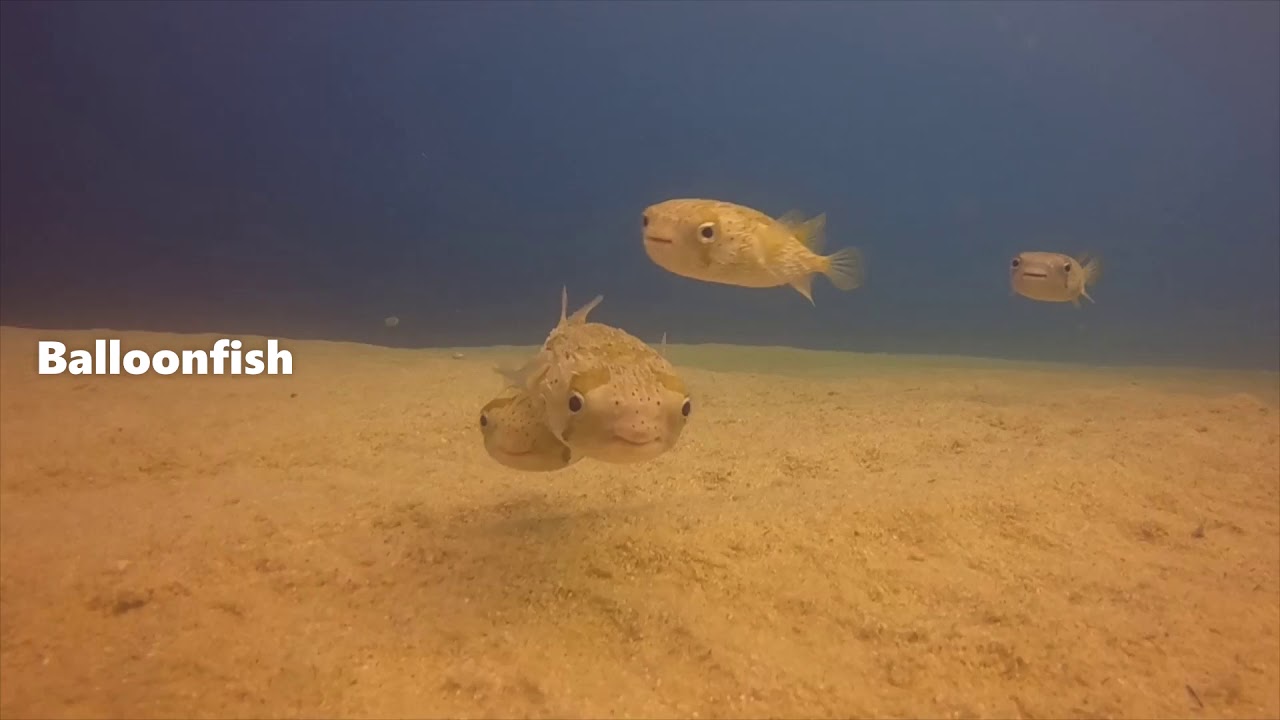 A Fish Identification Guide for Cabo San Lucas - YouTube