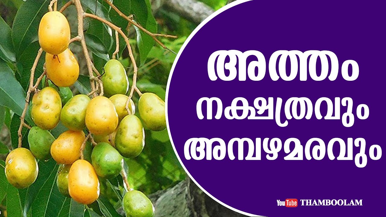അത്തം നക്ഷത്രവും അമ്പഴമരവും Atham ambazham - YouTube