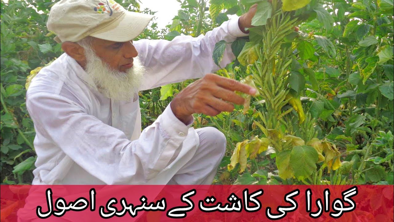 Guara Ki Kasht | گوارا کی کاشت | Guar Cultivation In Pakistan. - YouTube