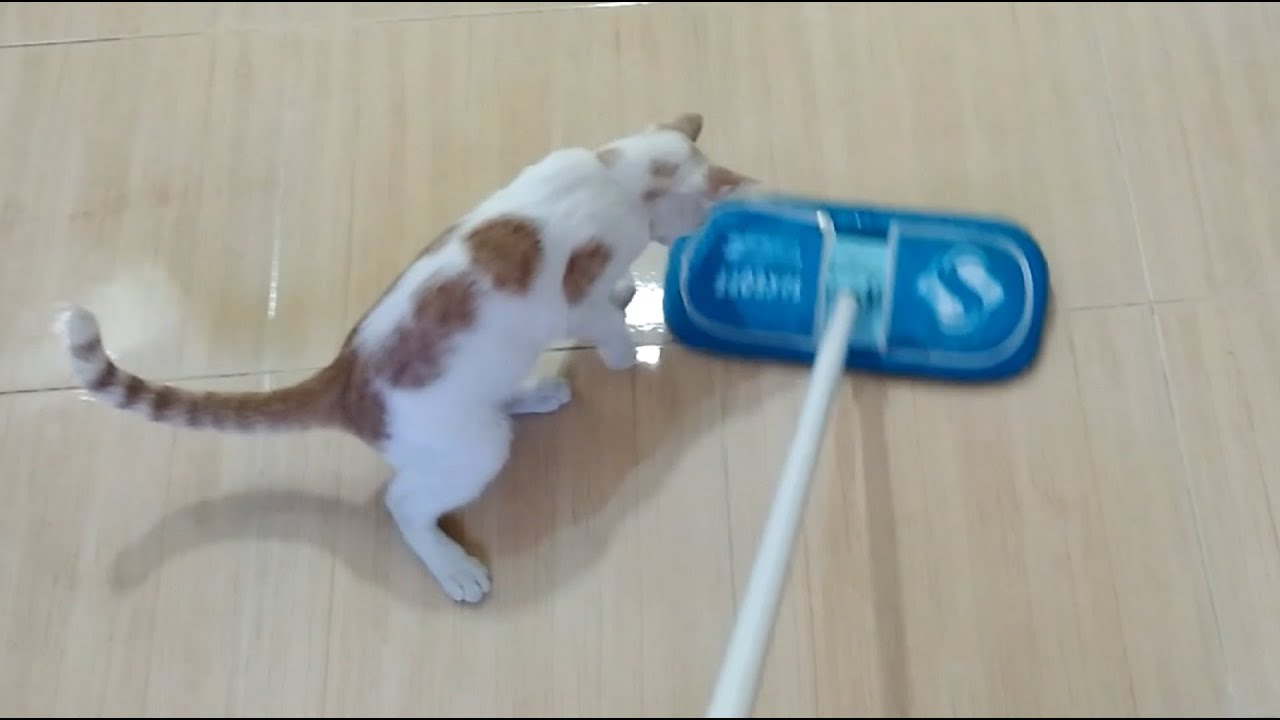 Curiosity and cat play with mop - YouTube