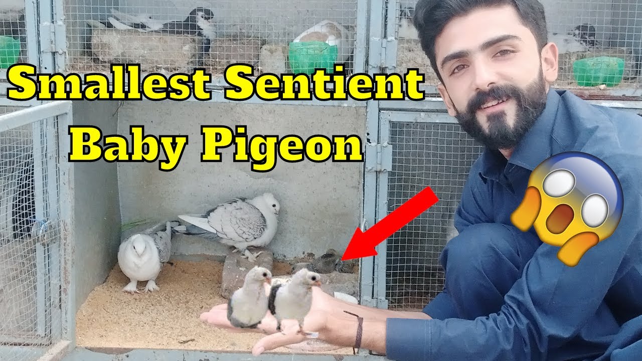 OMG ! Smallest Sentient Baby Pigeon In Our Setup 😱 @FancyHenVlogs - YouTube