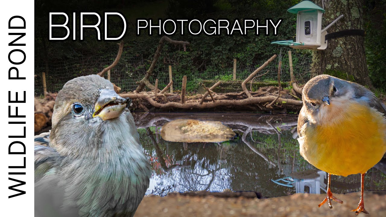 Big work on the WILDLIFE POND & BIRD PHOTOGRAPHY test| Video update ...
