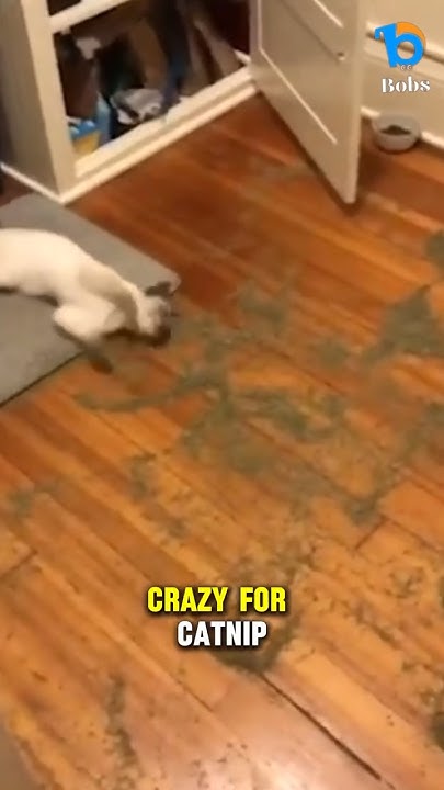 Why Cats Go Crazy For Catnip - YouTube