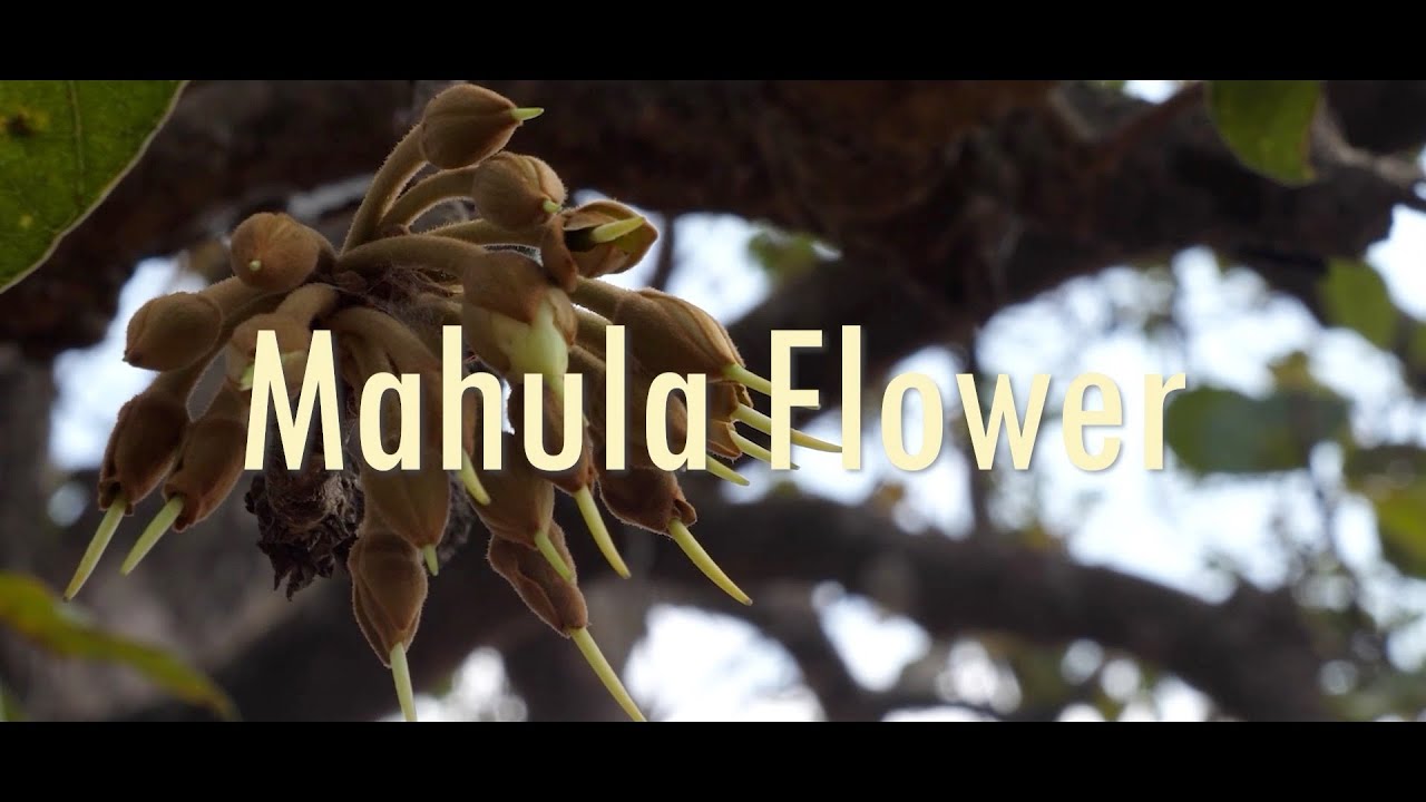 #SustainableFoodSystems: Mahula Flower | Traditional and Contemporary ...