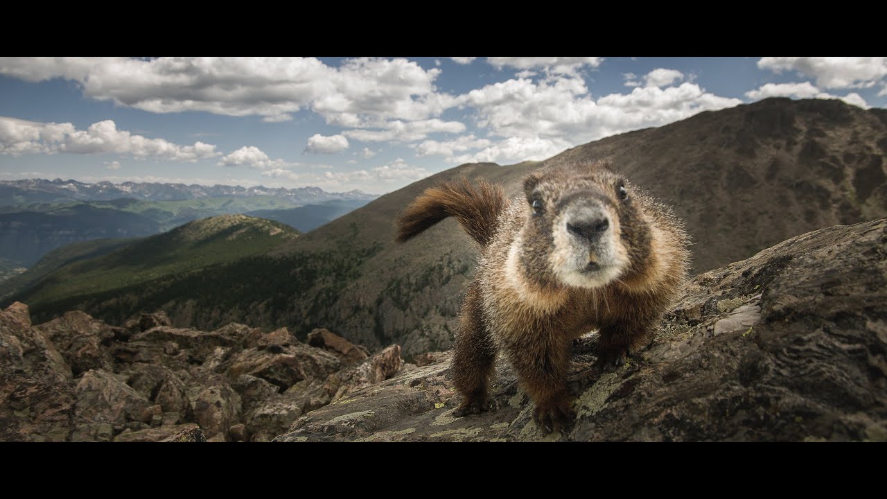 Homeschool Science Curriculum - Lesson 9: The Sewellel and the Pika ...