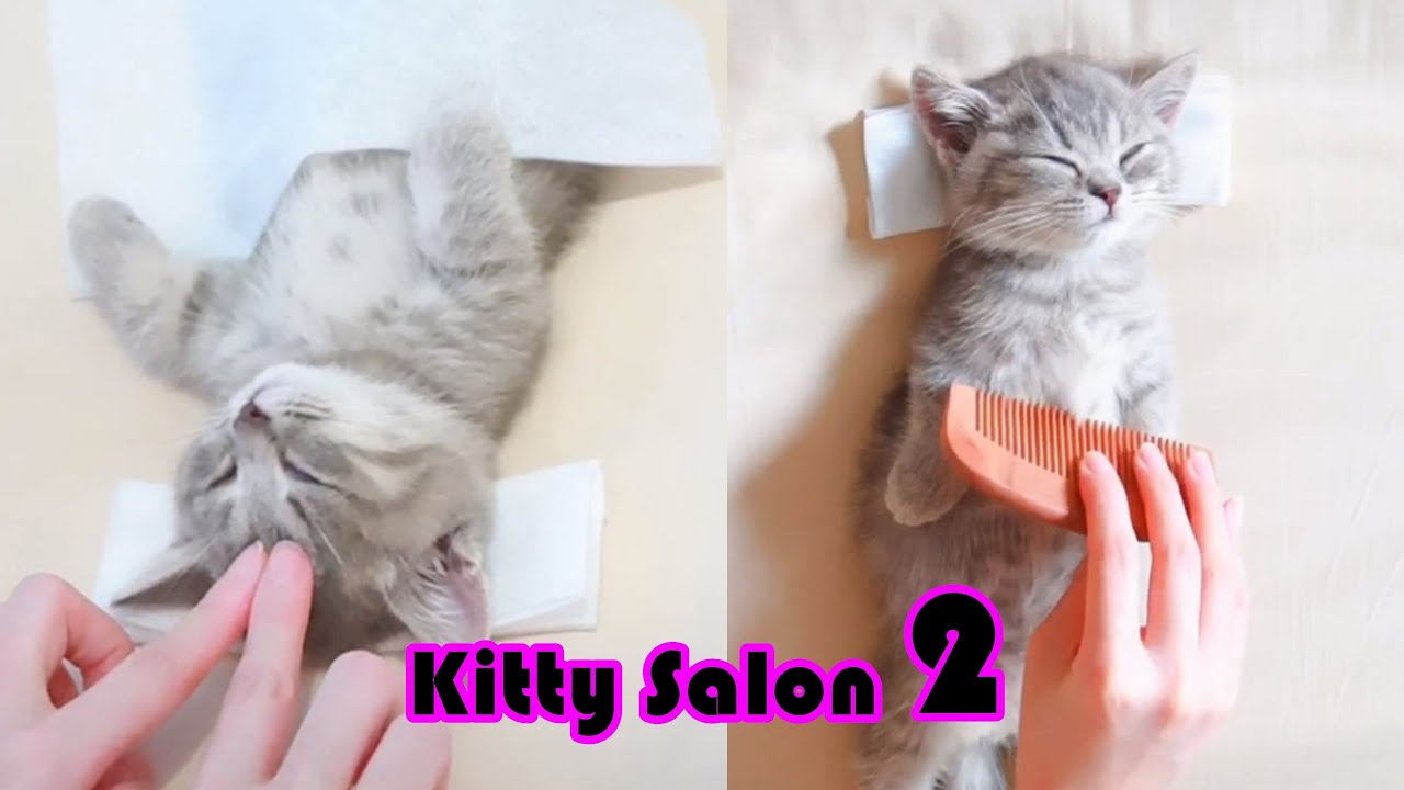 NEW! 😍Kitty Salon 2 - Super cute kitten baby cat having SPA treatment ...