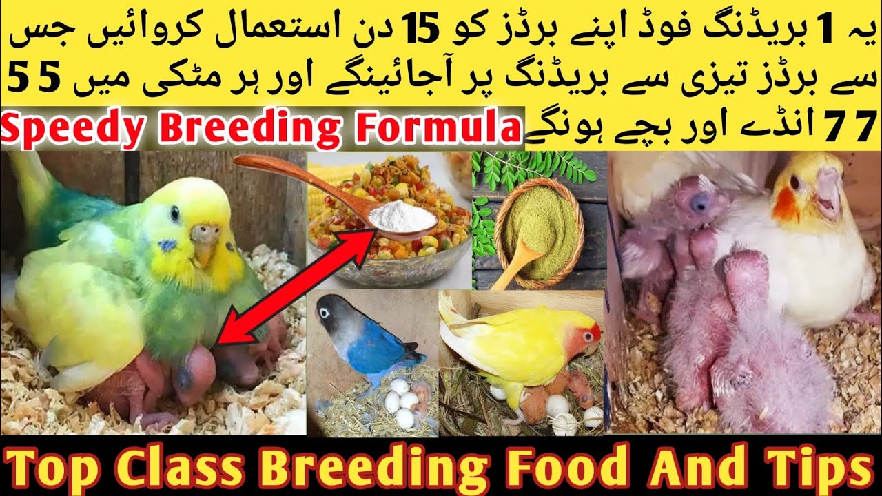 Birds World Class Breeding Formula l Cockatiel,Love Birds, Budgies ...