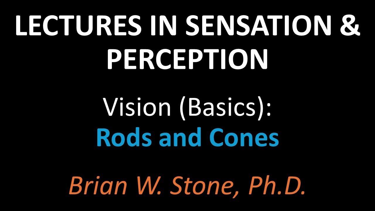 Sensation and Perception - Vision Basics Pt2 - Rods and Cones - YouTube