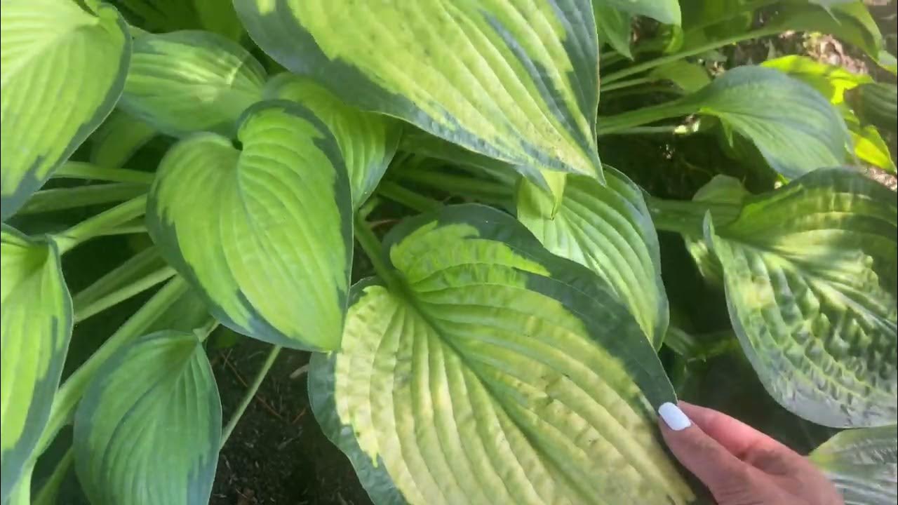 31 августа 2022 г. Сад хост в Бийске. Hosta garden tour. Hosta Pauls ...