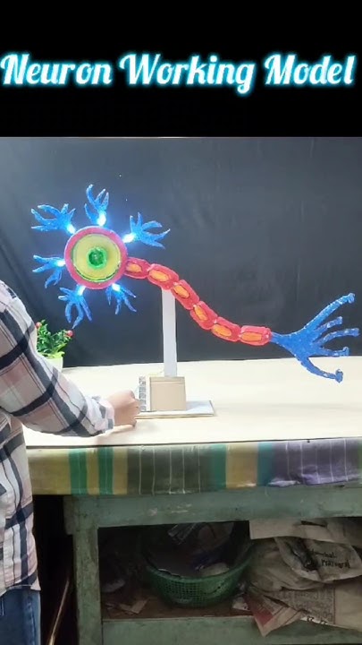 Neuron Working Model | Science Project | Working Bio Model - YouTube