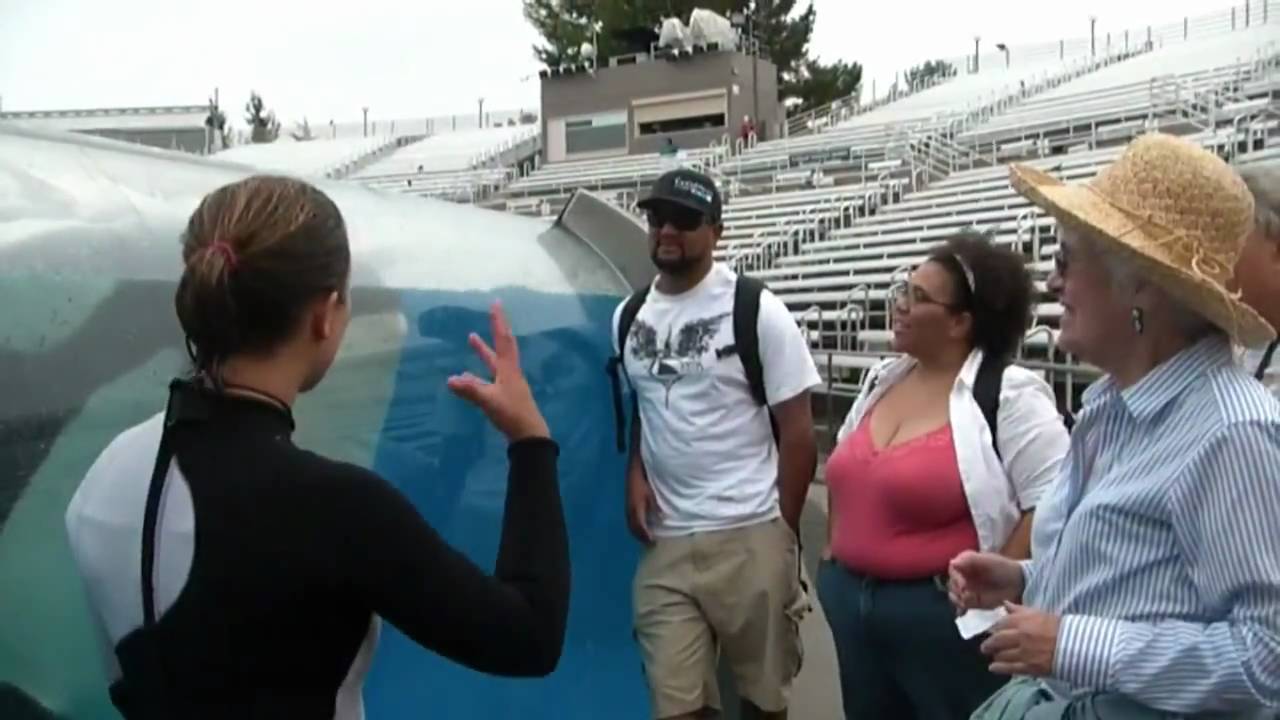 Feeding Killer Whales - YouTube