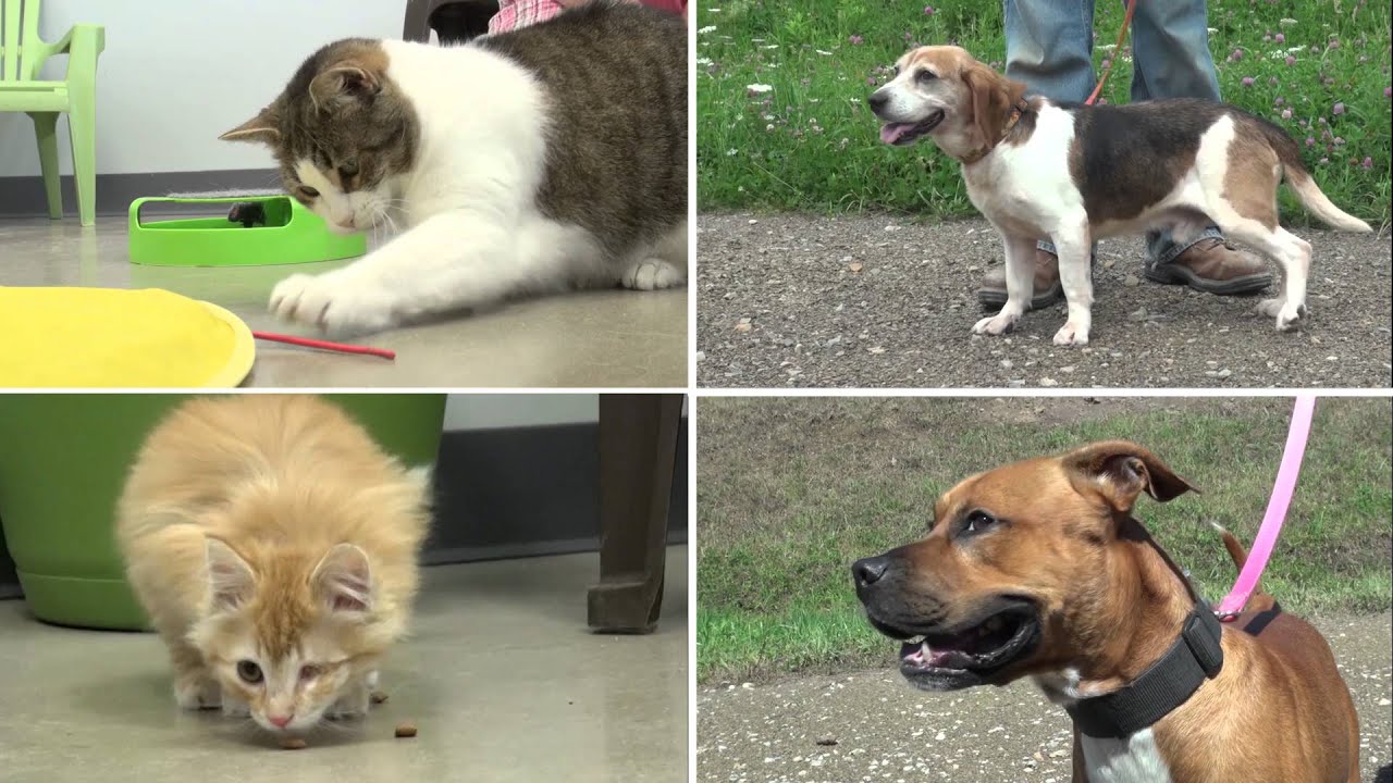 Indiana County Humane Society: Pets of the Week Jan. 17, 2015 - YouTube
