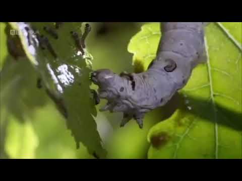 BBC Documentary Insect Worlds Them & Us Episode 1 - YouTube