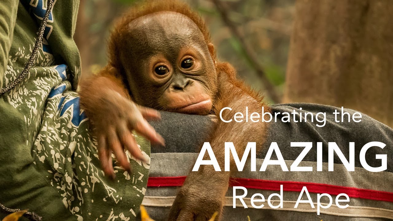 Celebrating the Amazing Red Ape - YouTube