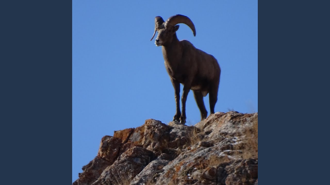 The sheep watches over his rocky domain. - YouTube