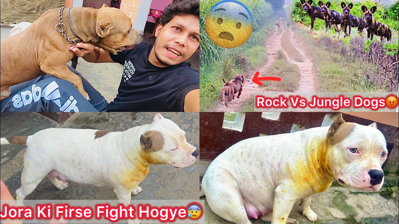 Jora Ki Halat Kharab Krde Coco N😡Ladai Hogye Fir😰|| Rock Dogs K Picha ...