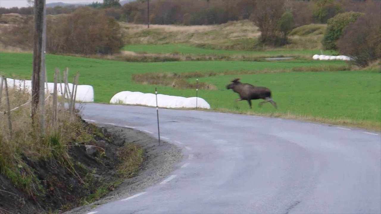 Elg og bil - YouTube