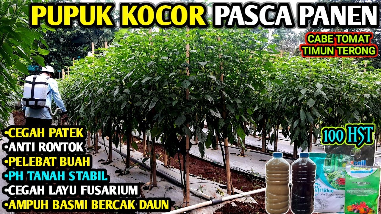 🔴 PUPUK KOCOR CABE TOMAT TIMUN TERONG PASCA PANEN | Perawatan Usia 100 ...