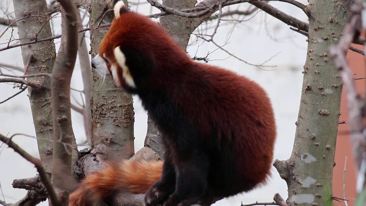 More Itchy Red Panda - YouTube
